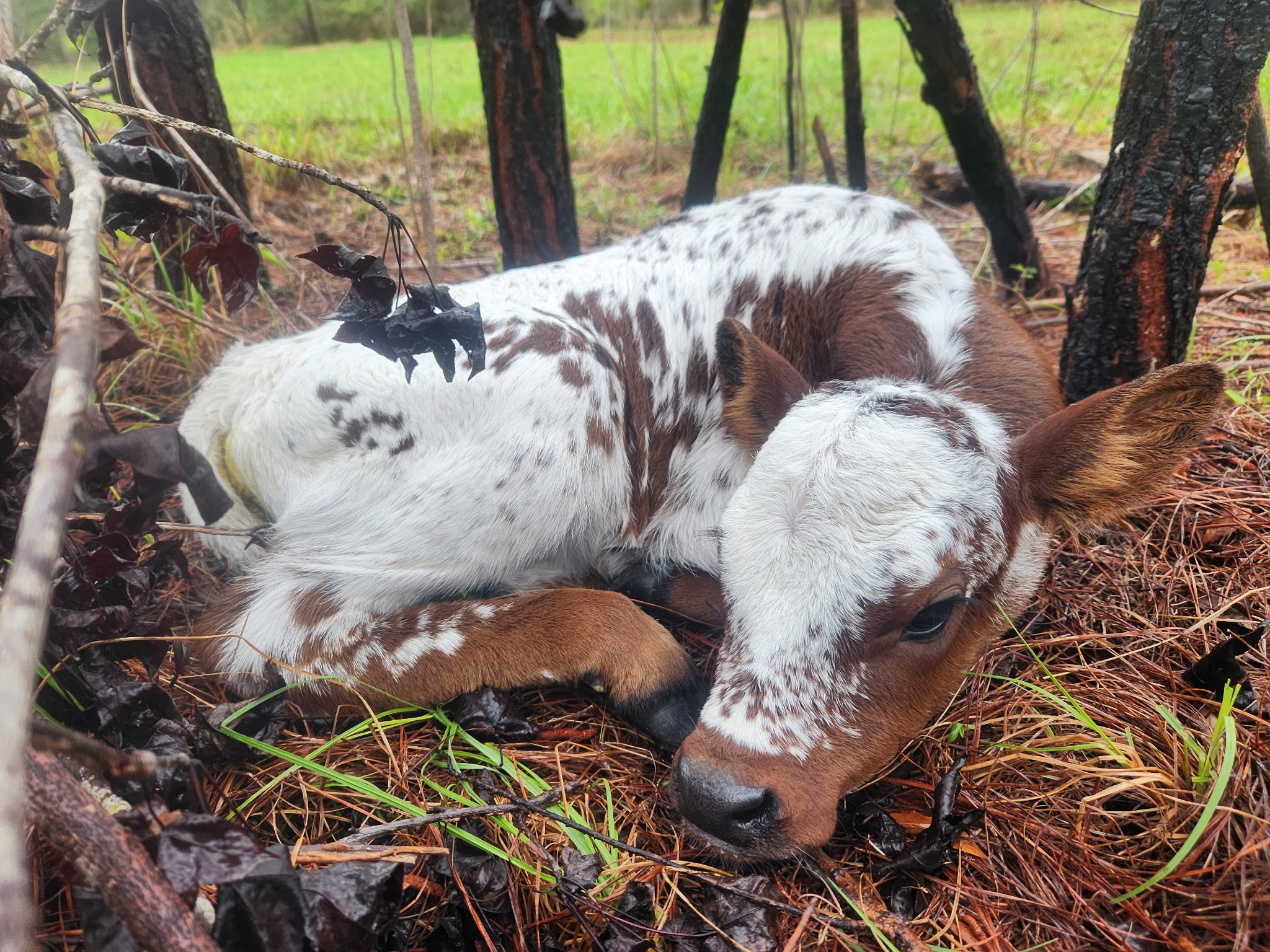 Florida Cracker Cattle – River Woods Ranch