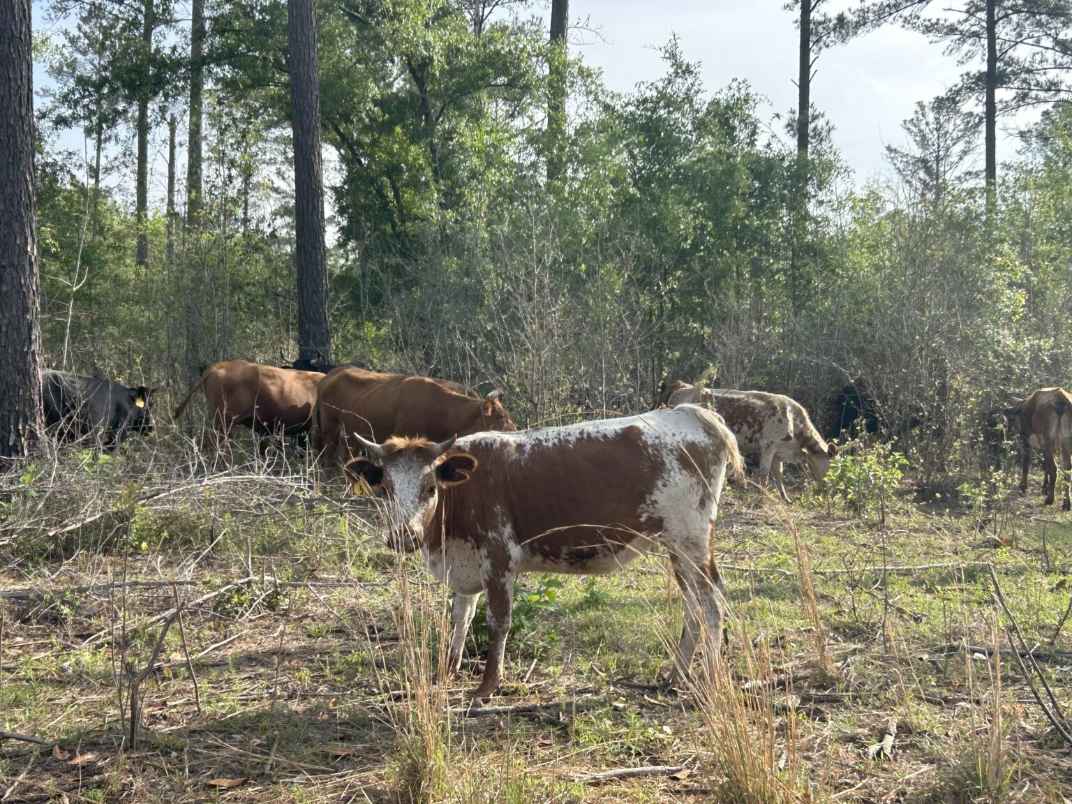 Florida Cracker Cattle – River Woods Ranch